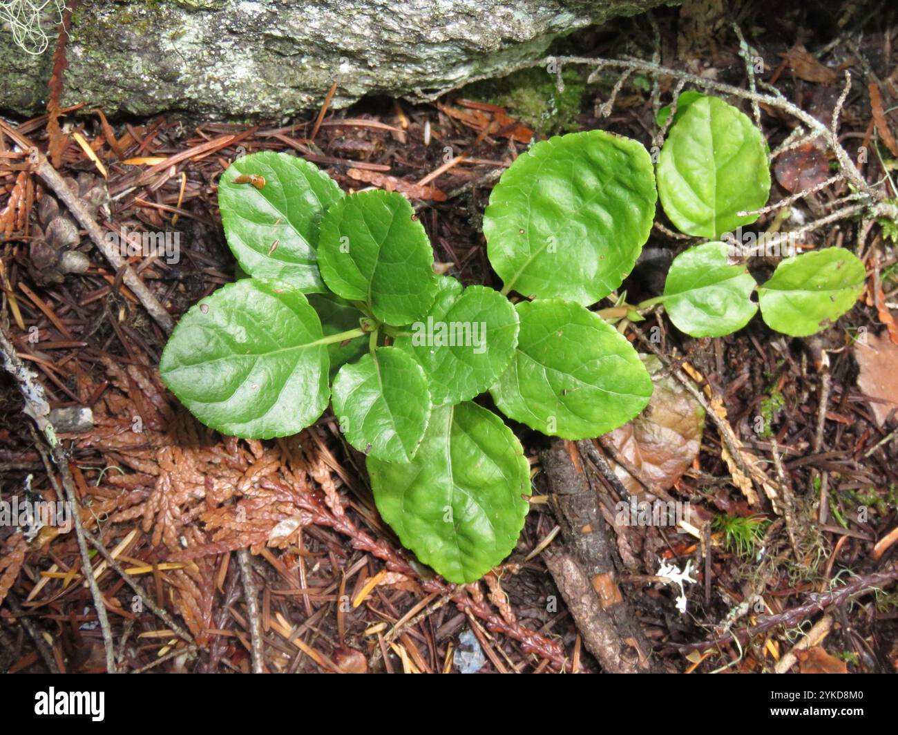 one-sided wintergreen (Orthilia secunda Stock Photo - Alamy