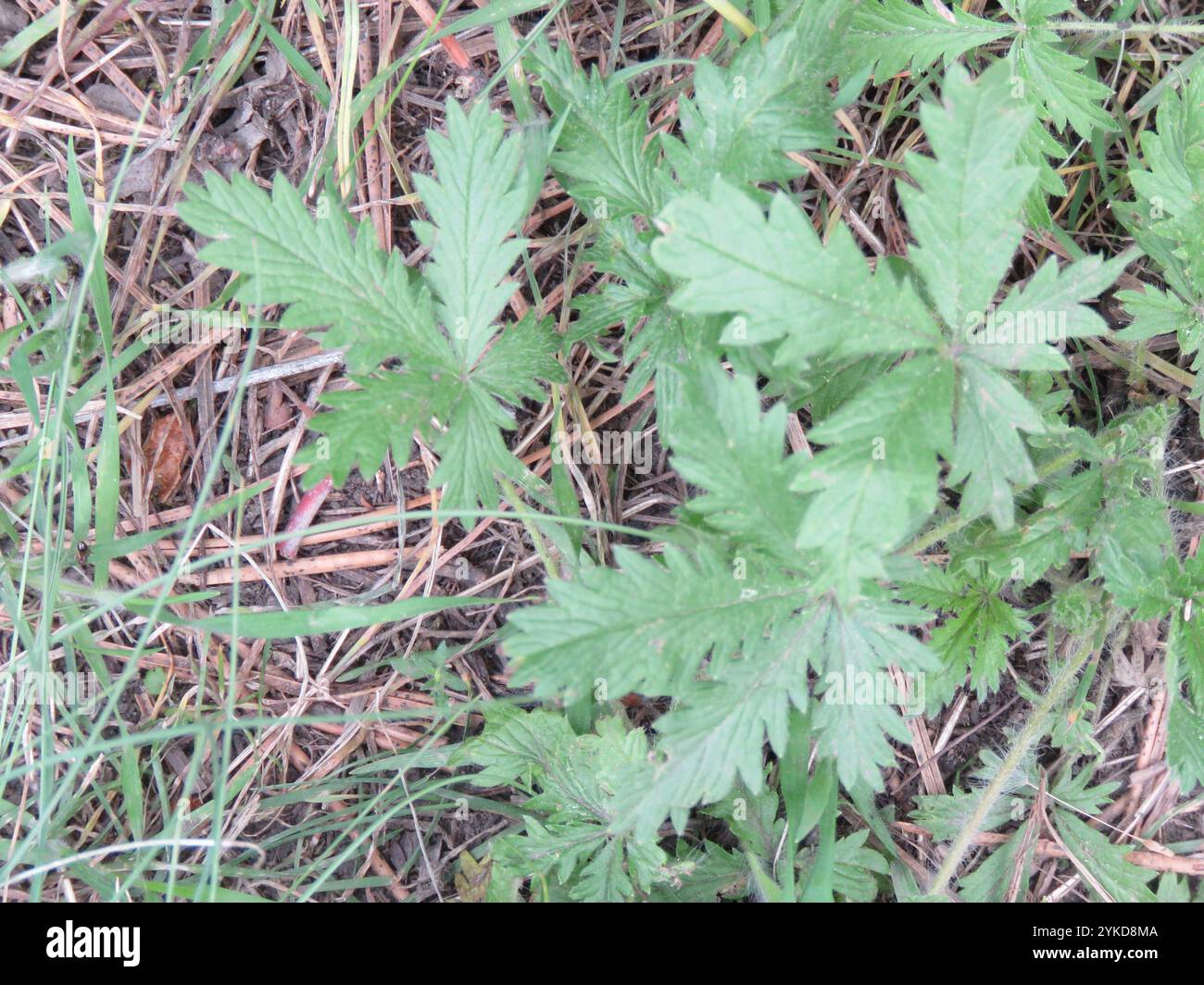 sulphur cinquefoil (Potentilla recta Stock Photo - Alamy