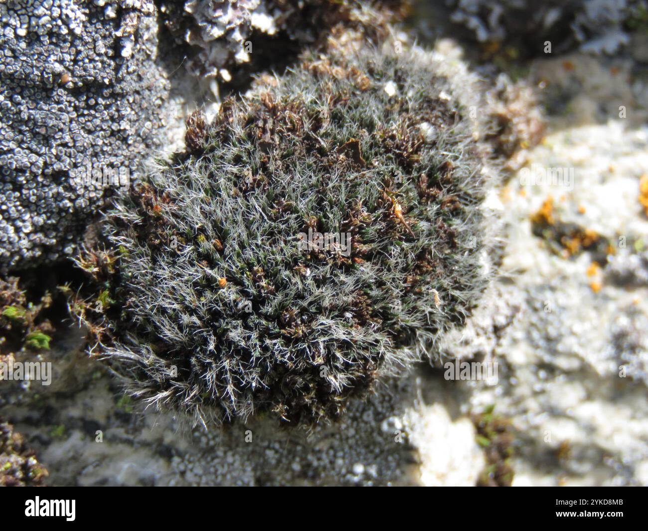 Steppe mouse-moss (Coscinodon calyptratus Stock Photo - Alamy