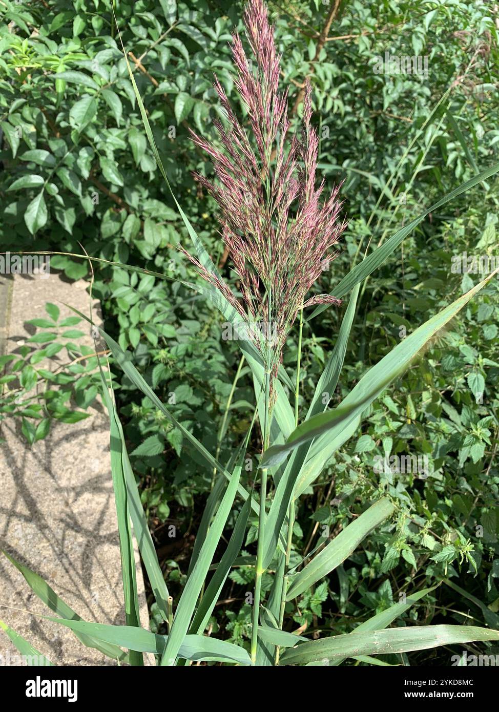 common reed (Phragmites australis Stock Photo - Alamy