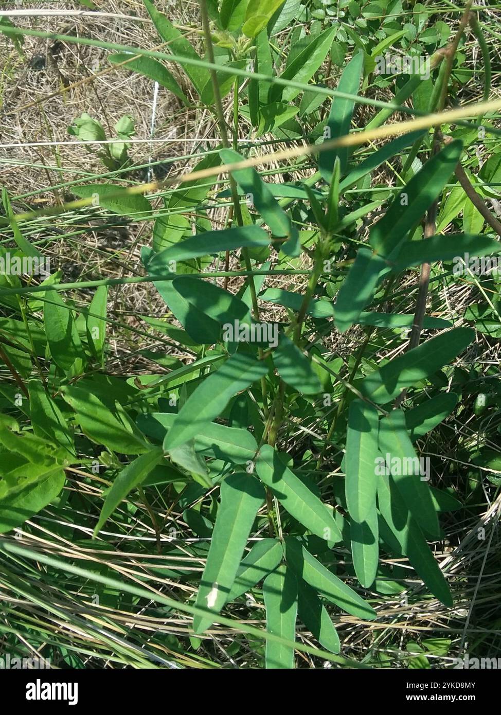 Phasey Bean (Macroptilium lathyroides Stock Photo - Alamy