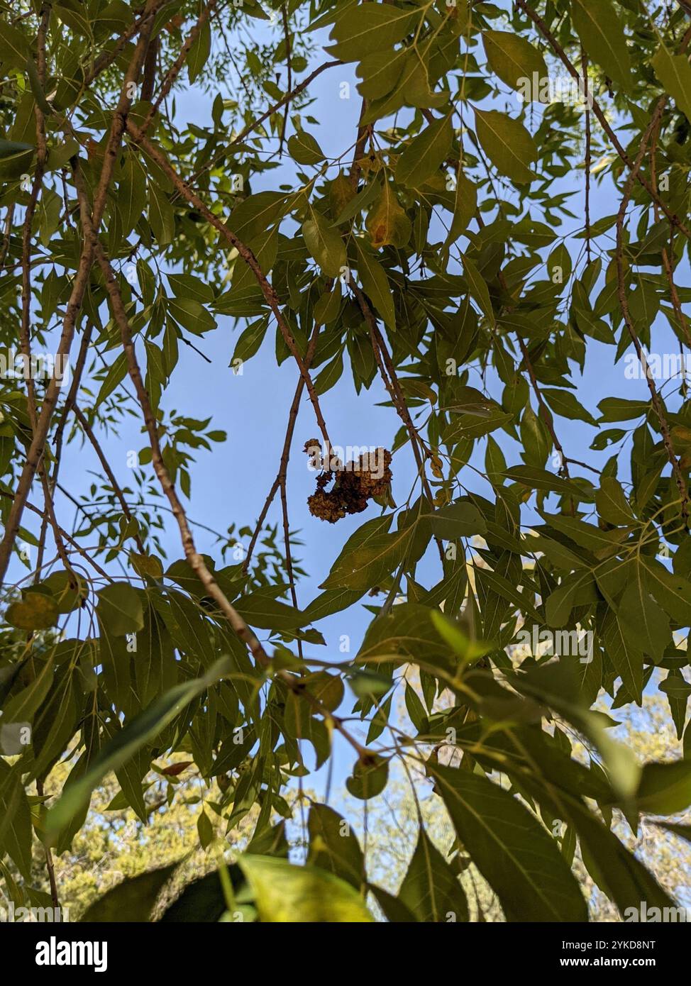 velvet ash (Fraxinus velutina Stock Photo - Alamy