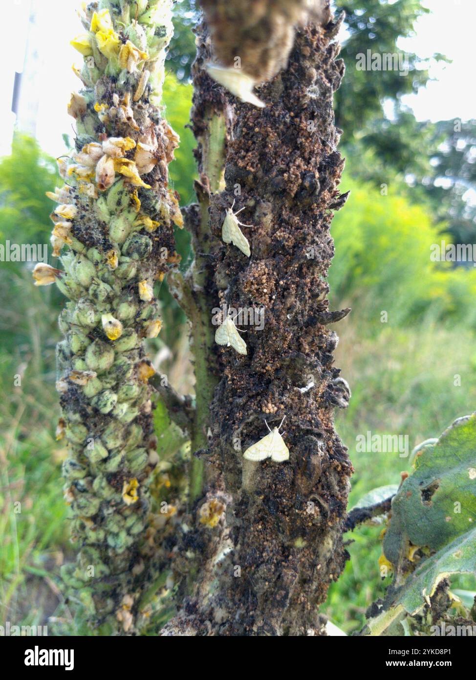 Garden Webworm Moth (Achyra rantalis Stock Photo - Alamy