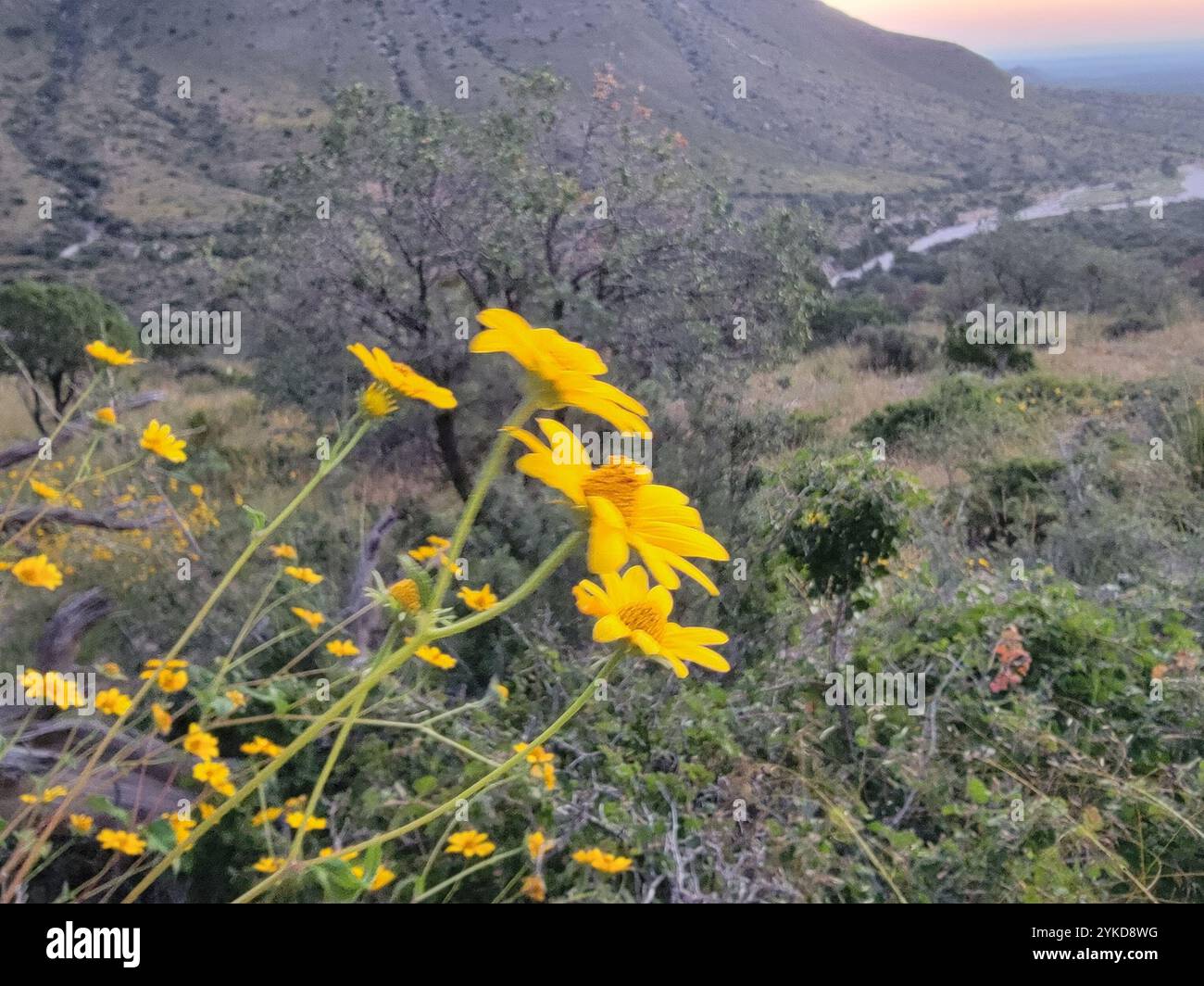 Hymenothrix dissecta hi-res stock photography and images - Alamy