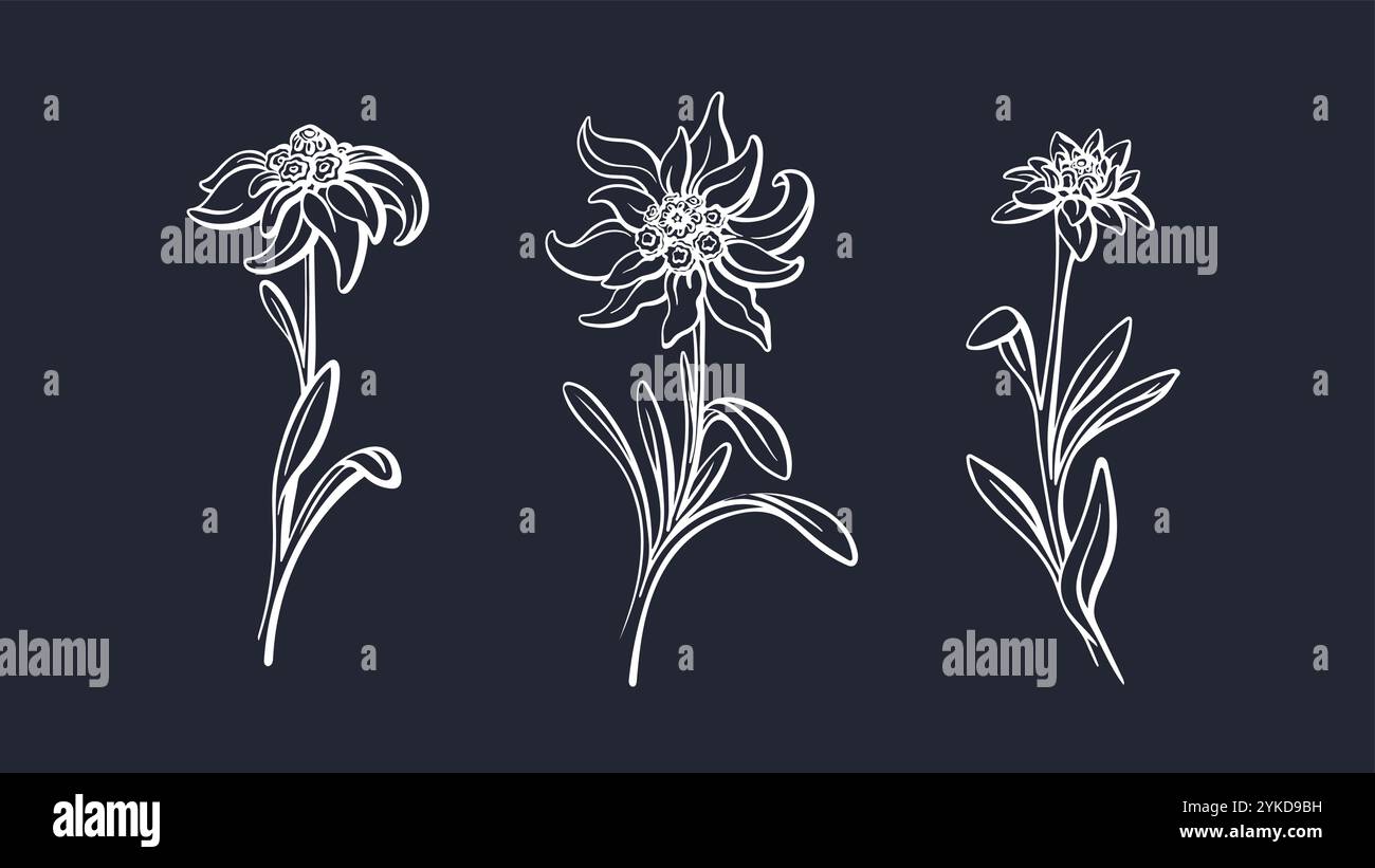 Edelweiss flower set. Vector mountain plant. Hand drawn illustration ...