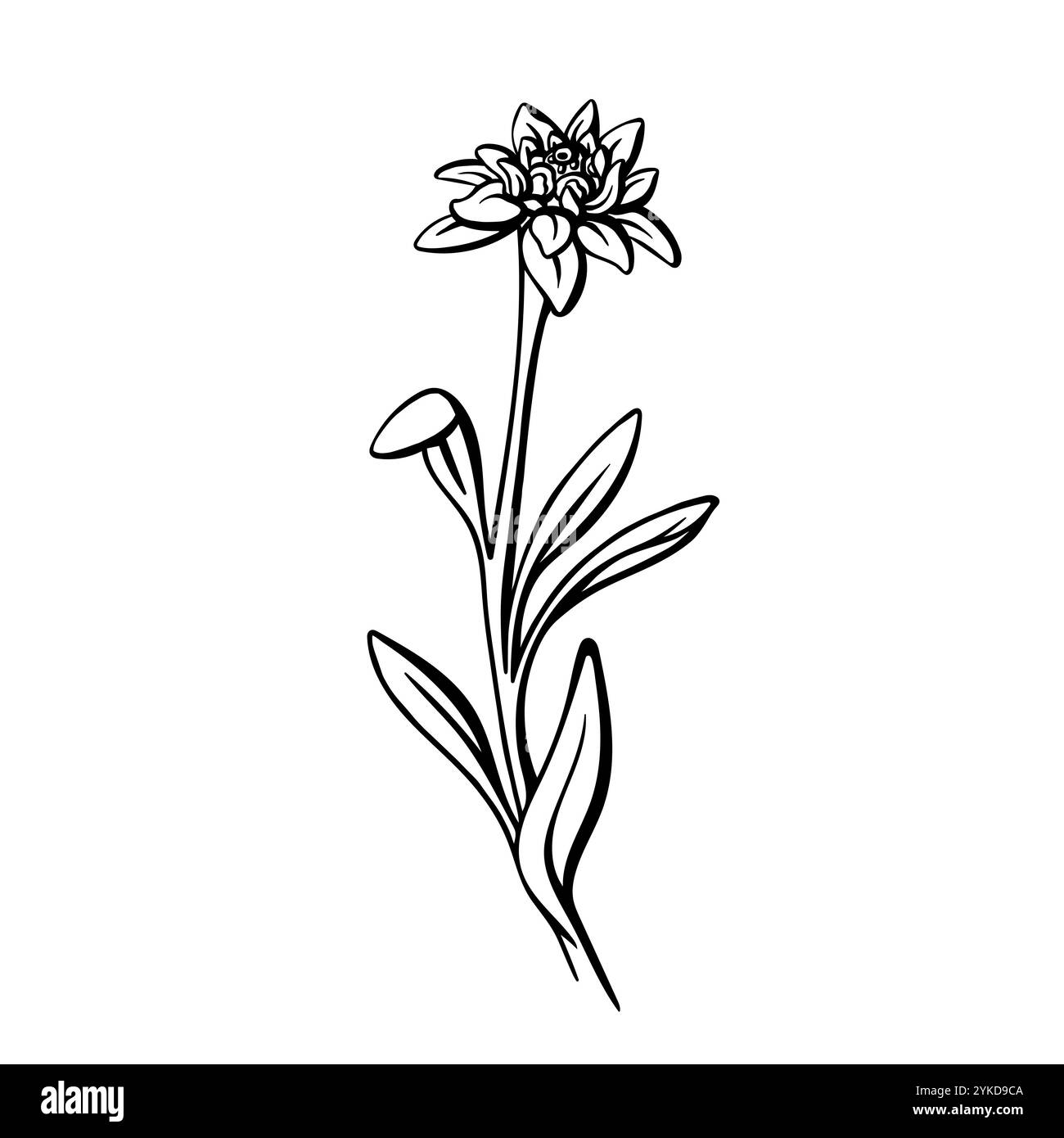Edelweiss flower, leaves. Vector line illustration in sketch style ...