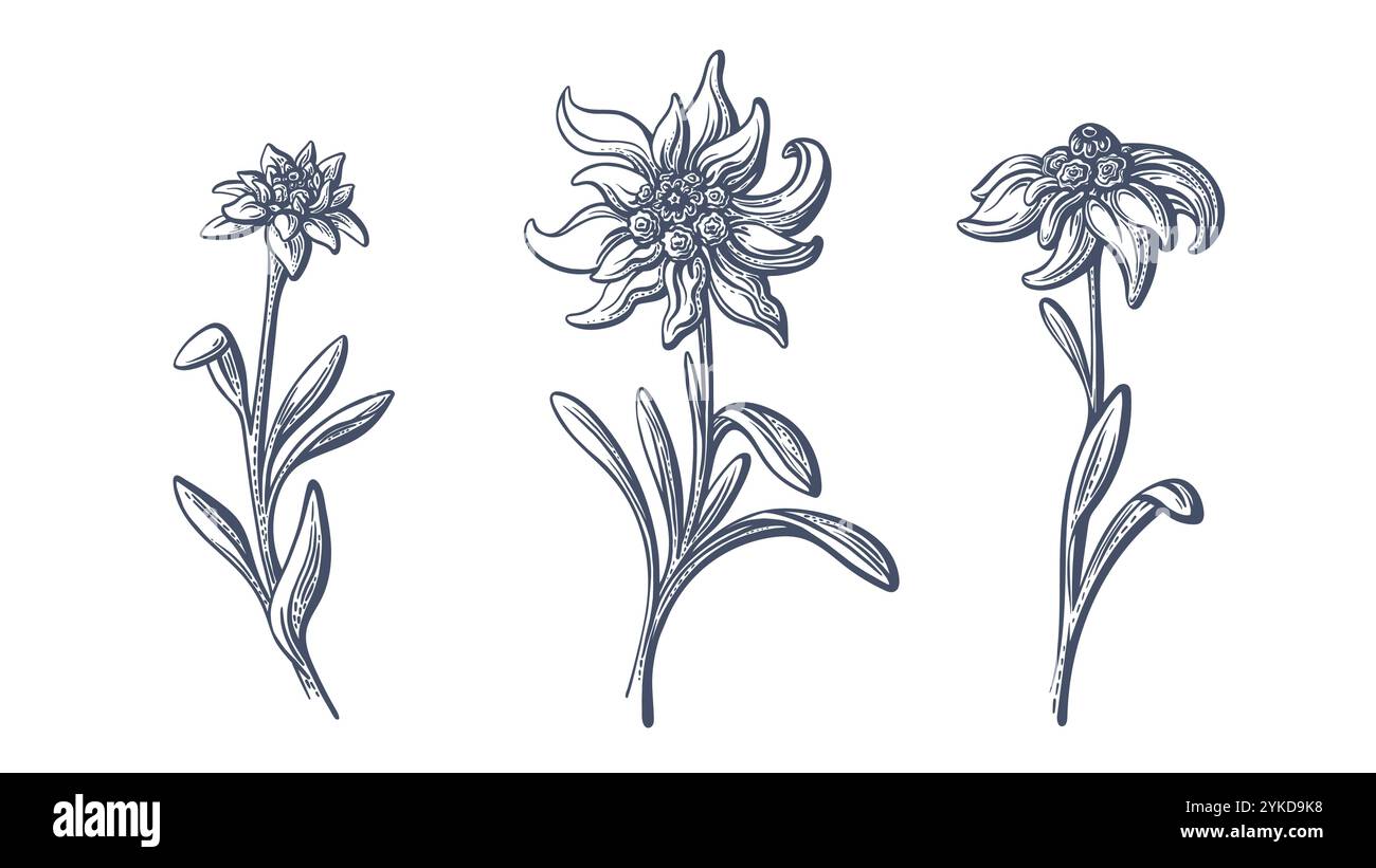 Edelweiss flowers set. Vector hatching, hand drawn illustration ...