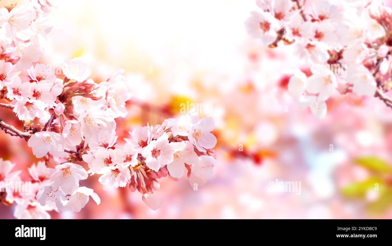 Horizontal banner with sakura flowers of white color on sunny backdrop ...