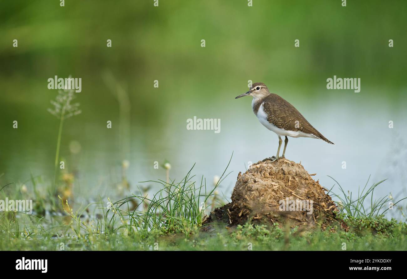 Green Sandpiper bird sitting on a tree stump Stock Photo - Alamy
