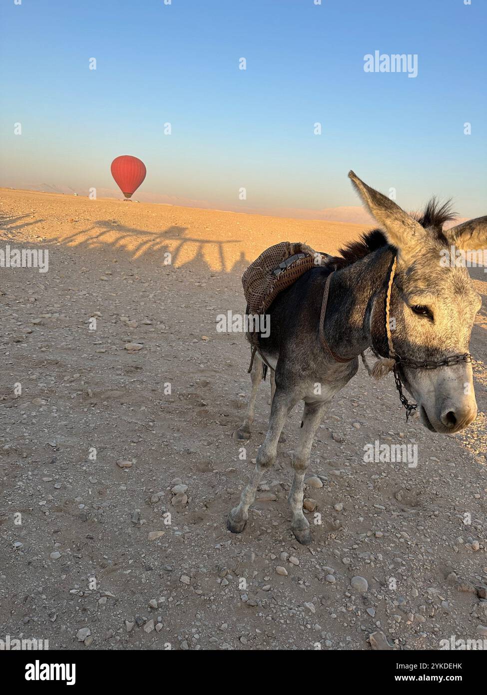 Donkey in the Sahara Desert Stock Photo - Alamy