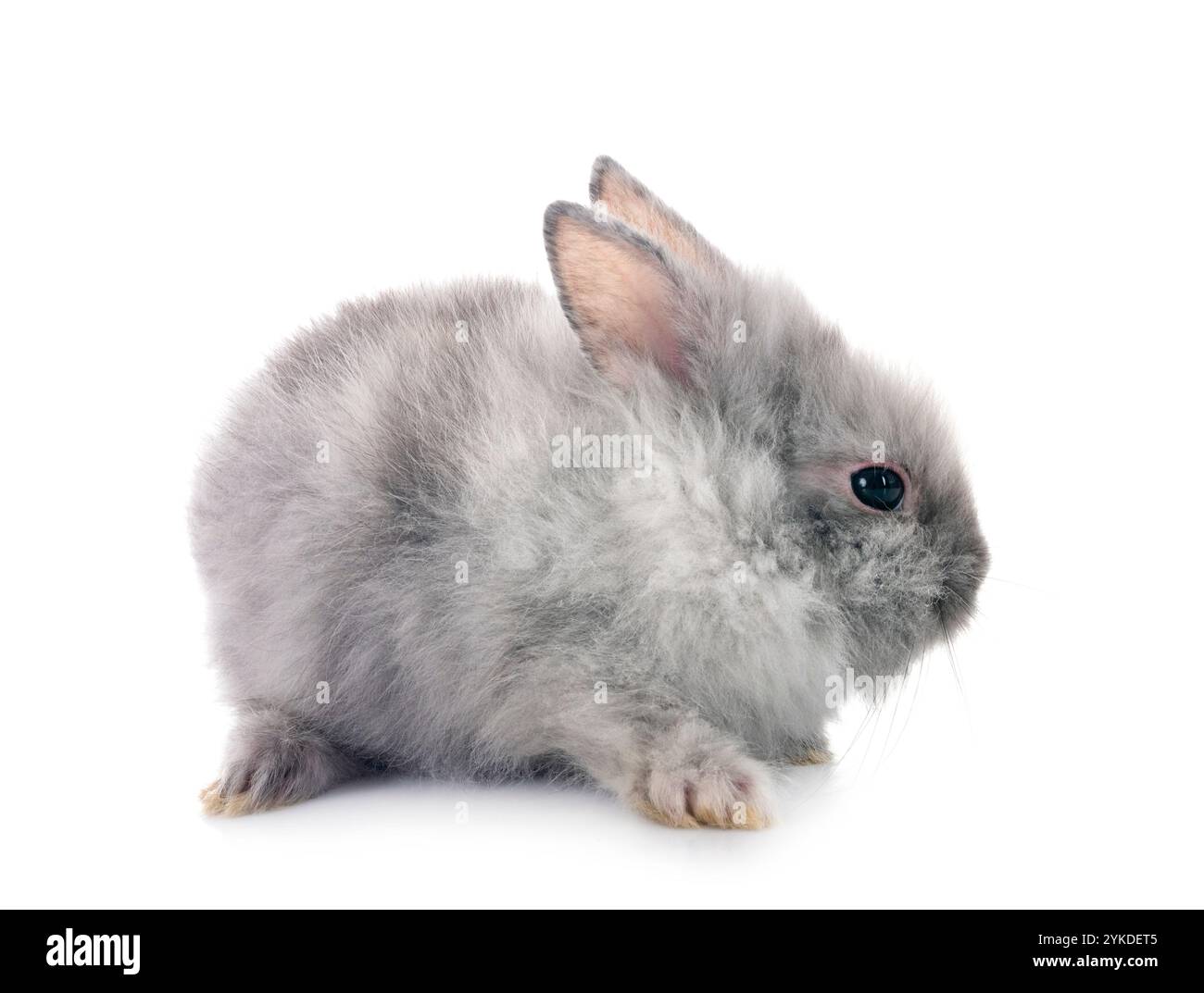 young Lionhead in front of white background Stock Photo - Alamy