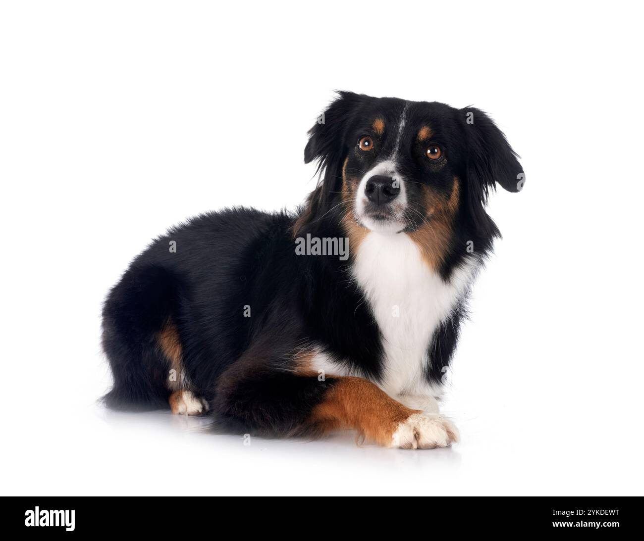 Miniature australian shepherd hi-res stock photography and images - Alamy