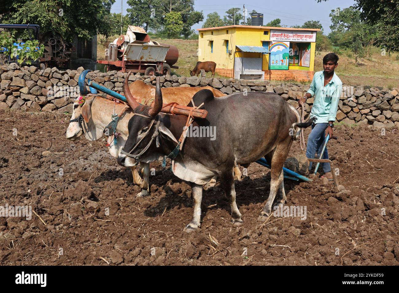 Farmer using bullocks to plough a field in Mandu, Madhya Pradesh, India ...