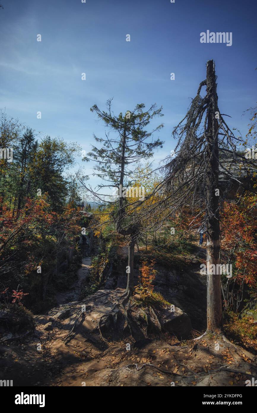 The vibrant colors of autumn foliage surround tall trees in a tranquil ...