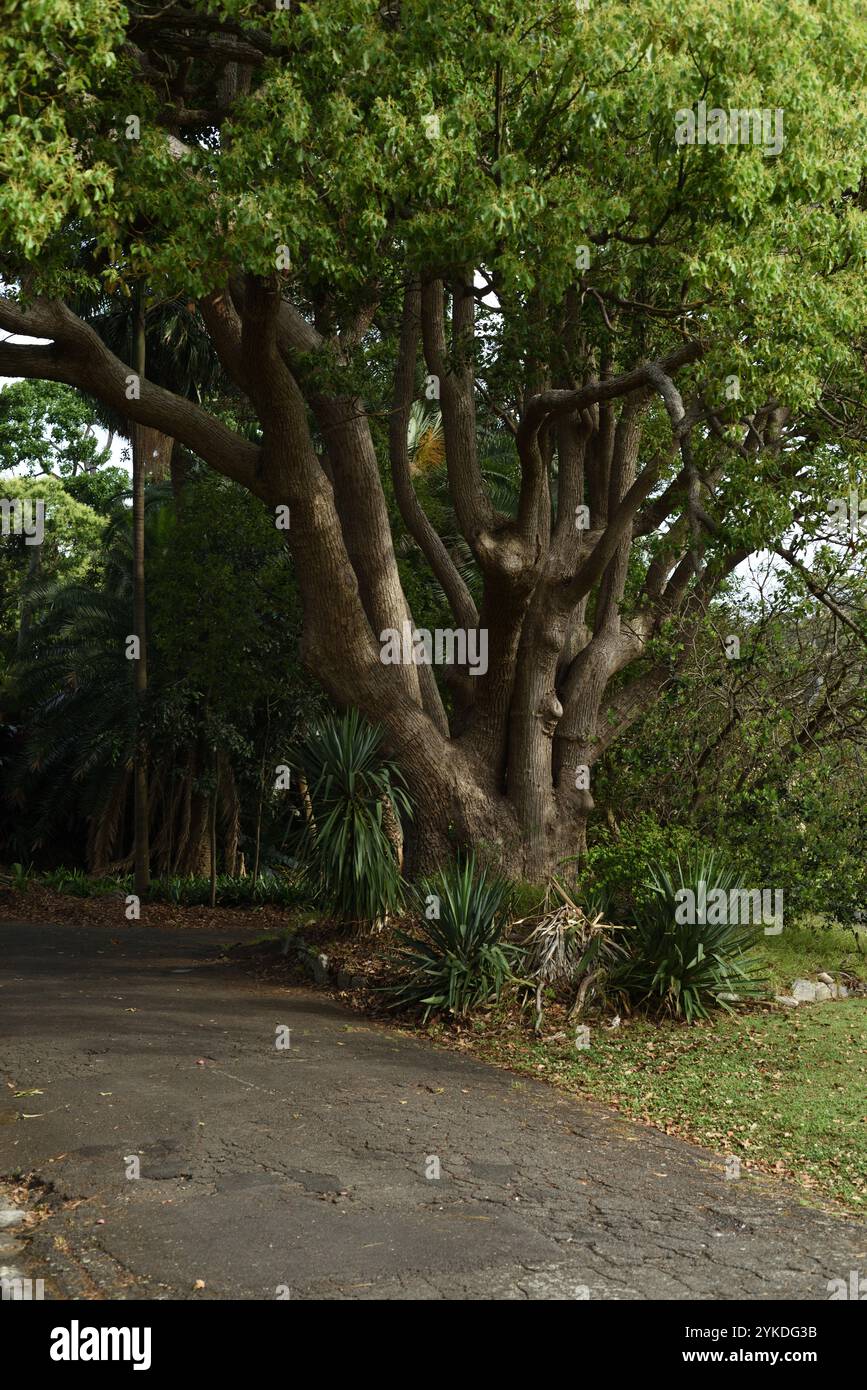 A large Camphor Laurel in the grounds of the Strickland Estate in ...