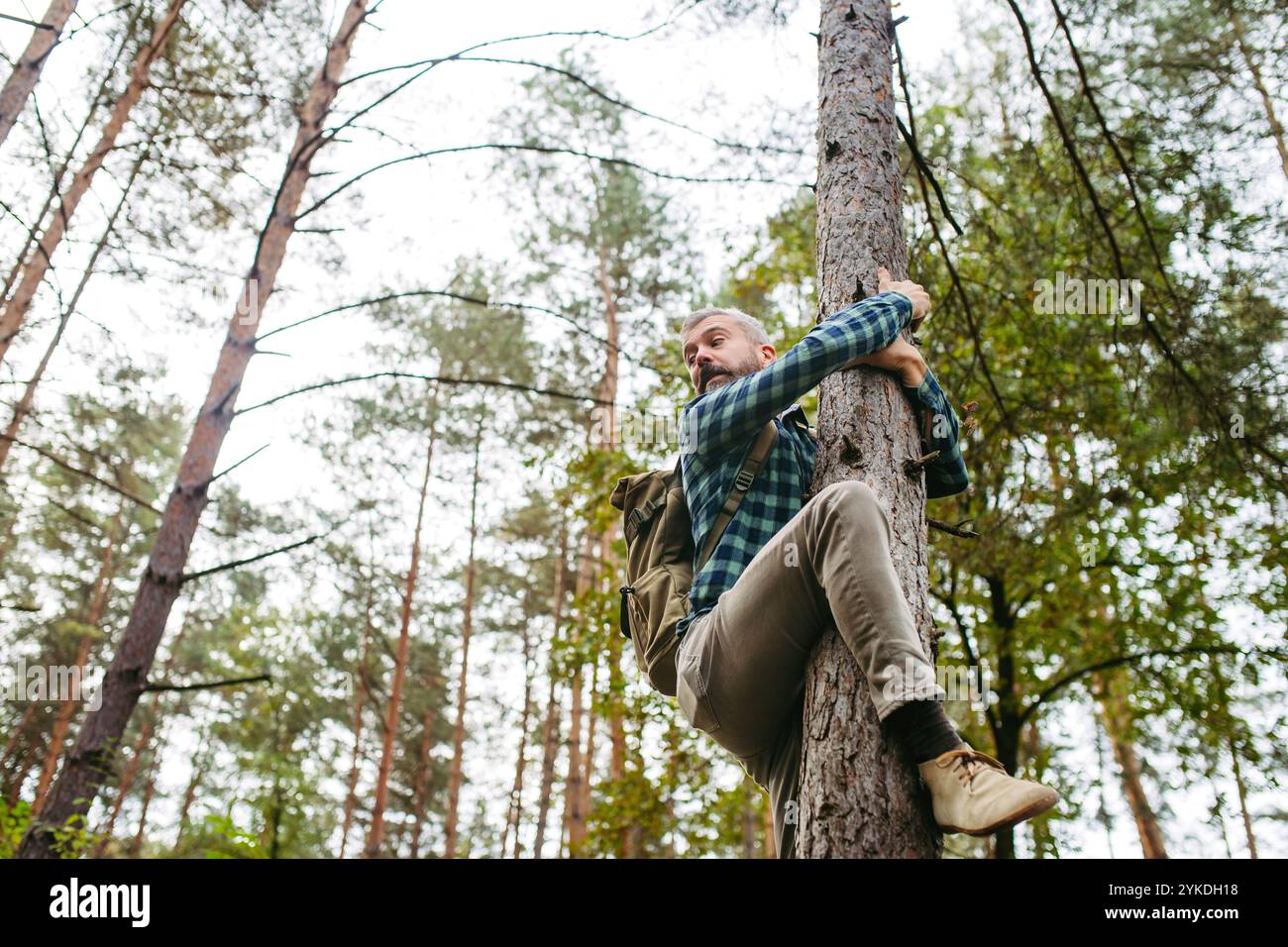 Frightened man is hiding from bear on a tree, holding on the trunk with ...
