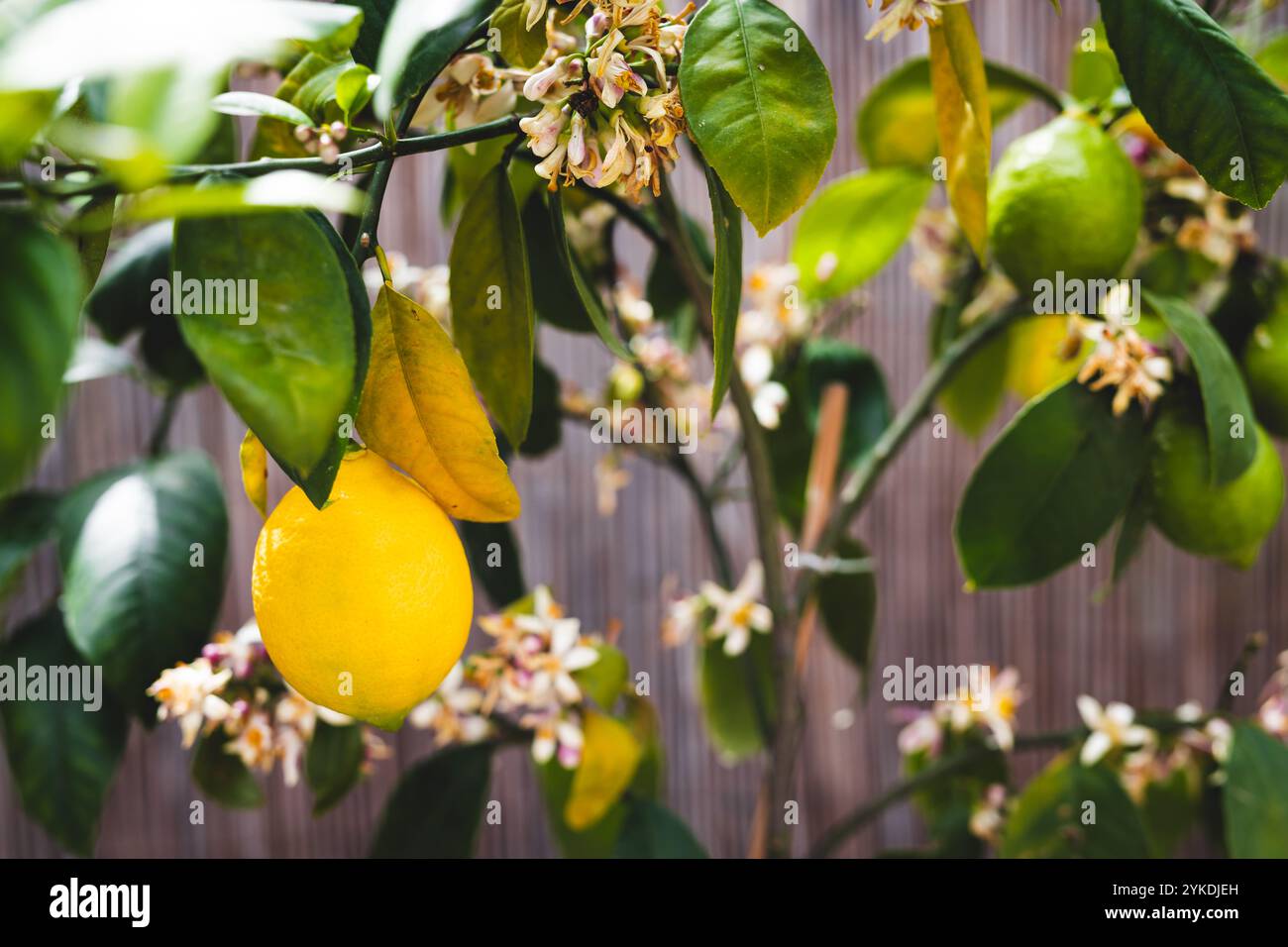 lemon tree with ripe fruit outdoor next to olive trees in sunny ...
