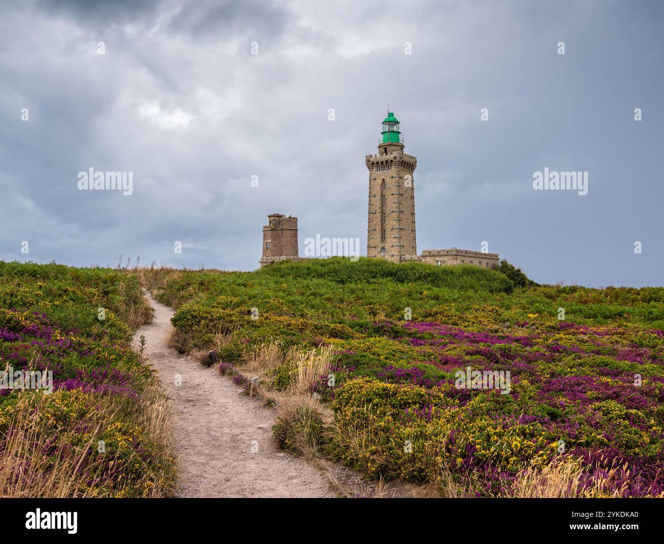 Cap Frehel lighthouse amidst blooming purple heather fields , Plevenon ...