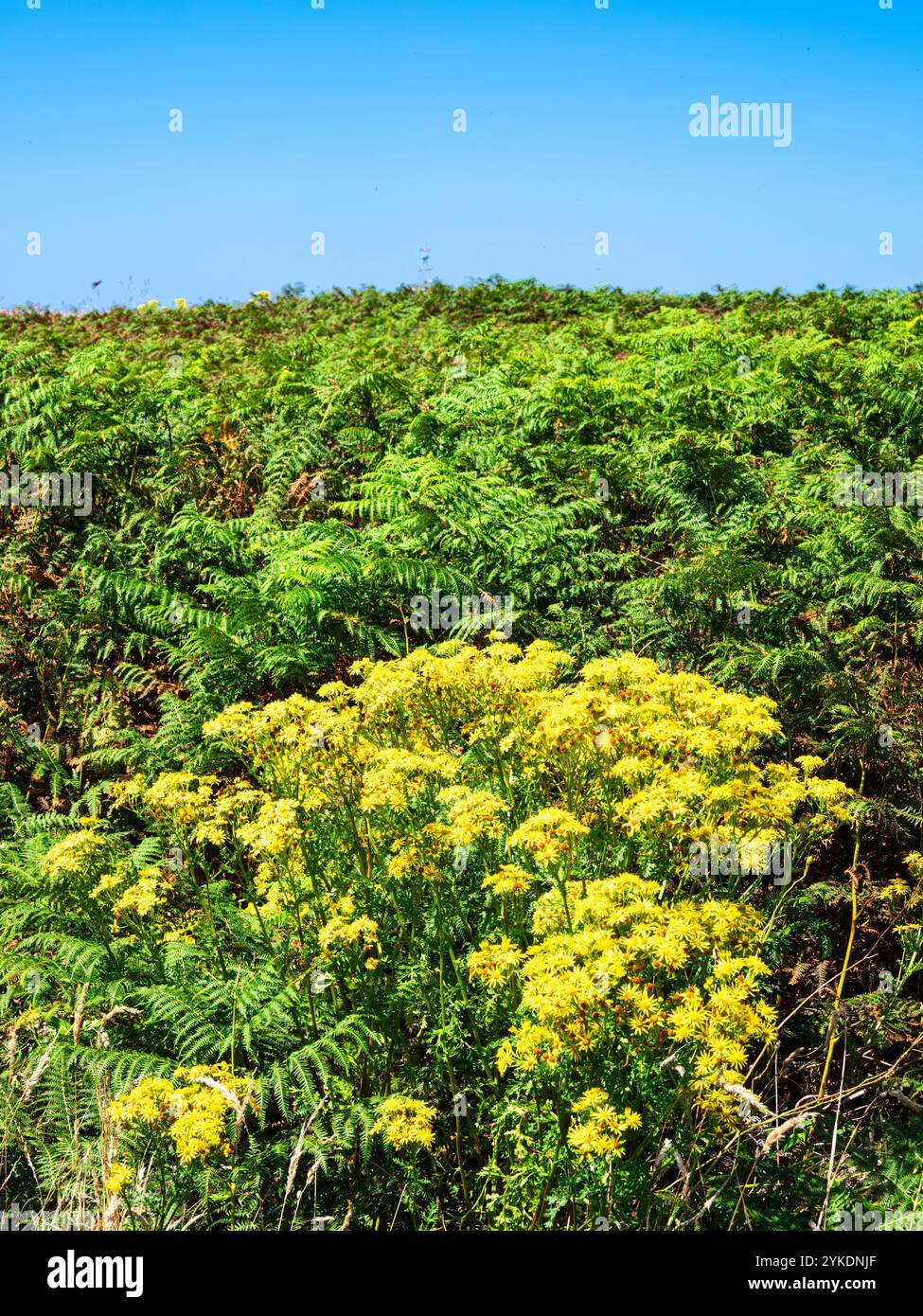 Showcasing clusters of bright yellow flowers hi-res stock photography ...