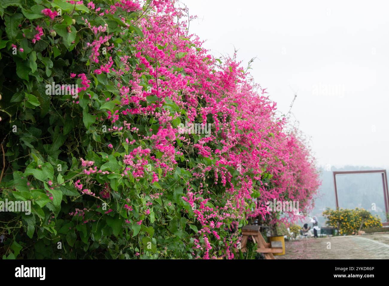 White pink bougainvillea hanging hi-res stock photography and images ...