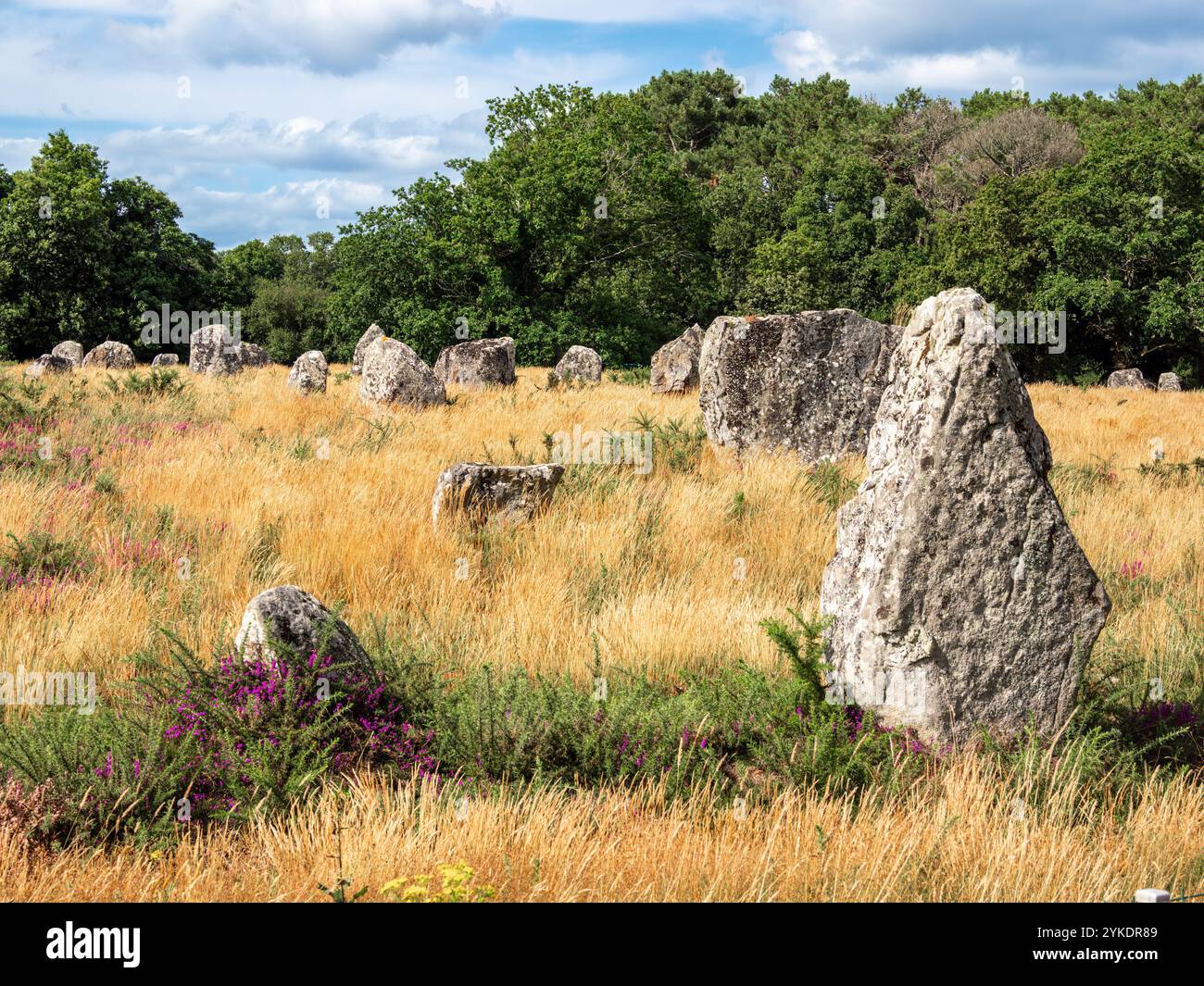 A scenic view of large menhirs - neolithic standing stones in Carnac ...