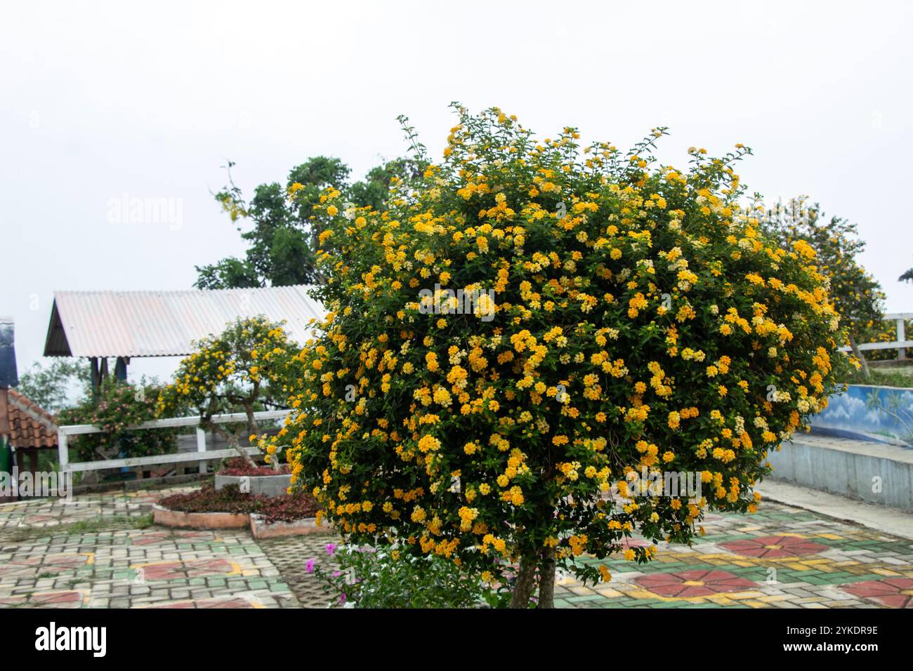 single tree with dense yellow lantana flowers in outdoor garden with ...