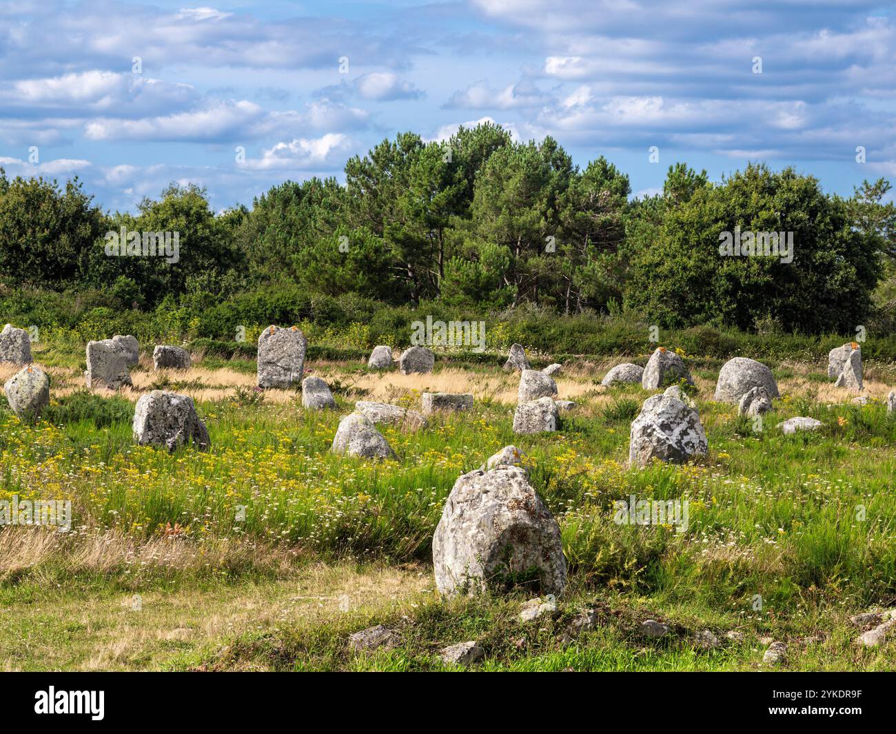 A scenic view of large menhirs - neolithic standing stones in Carnac ...