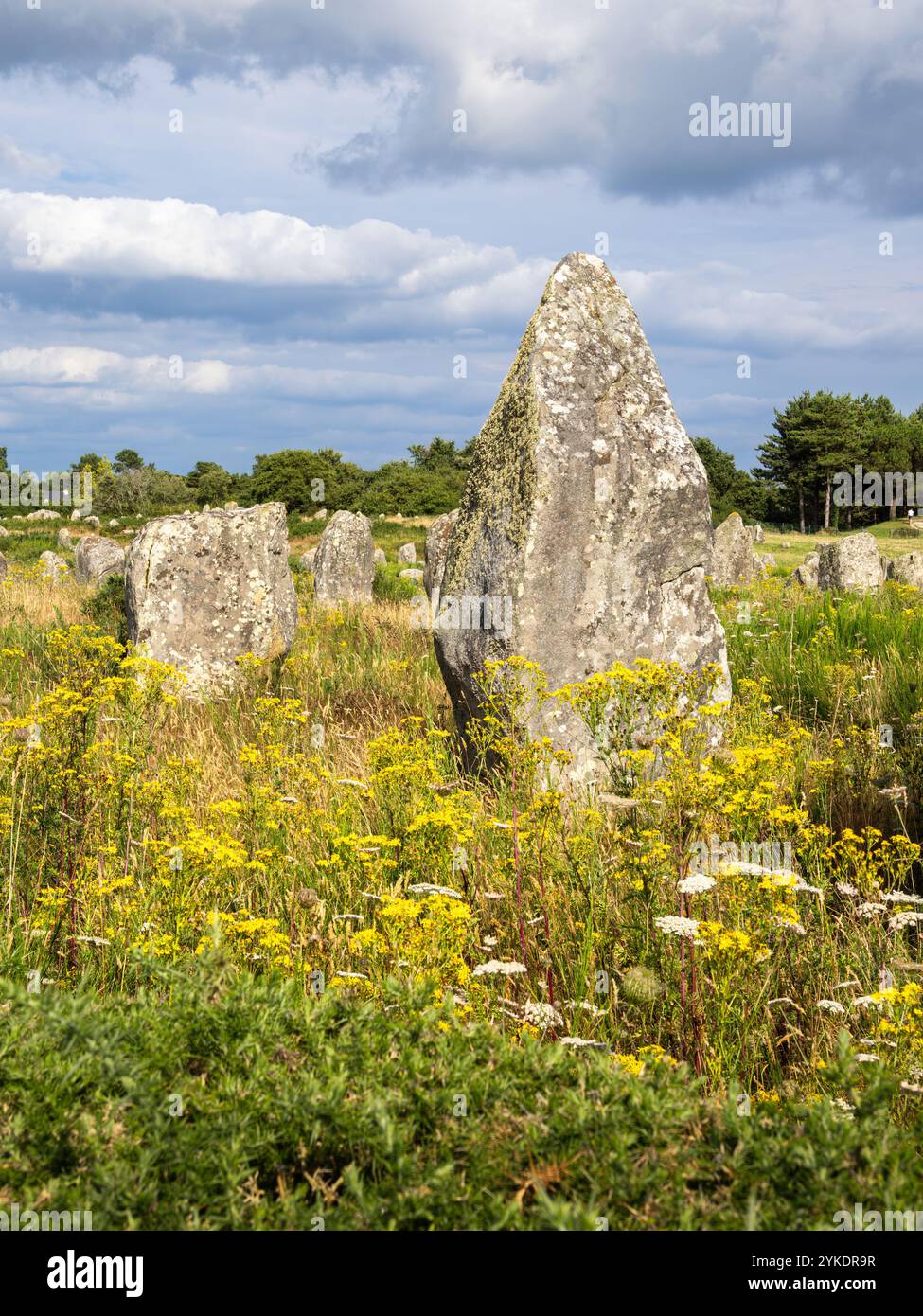 A scenic view of large menhirs - neolithic standing stones in Carnac ...
