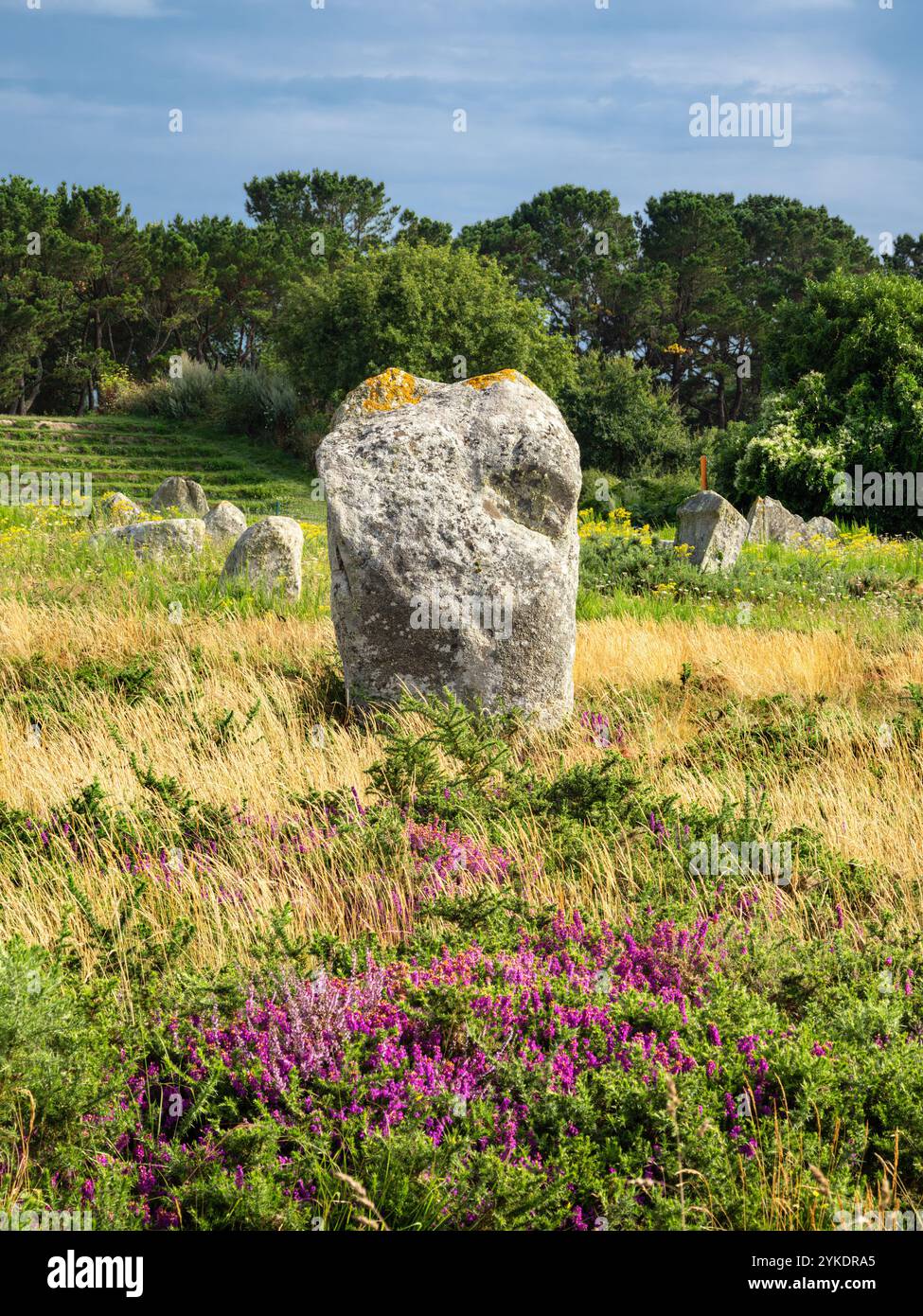 A scenic view of large menhirs - neolithic standing stones in Carnac ...