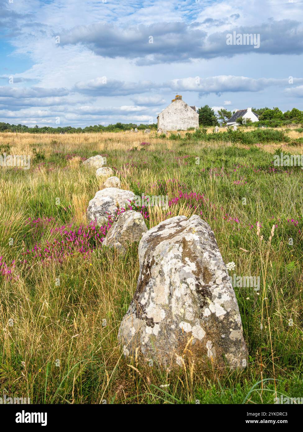 A scenic view of large menhirs - neolithic standing stones in Carnac ...