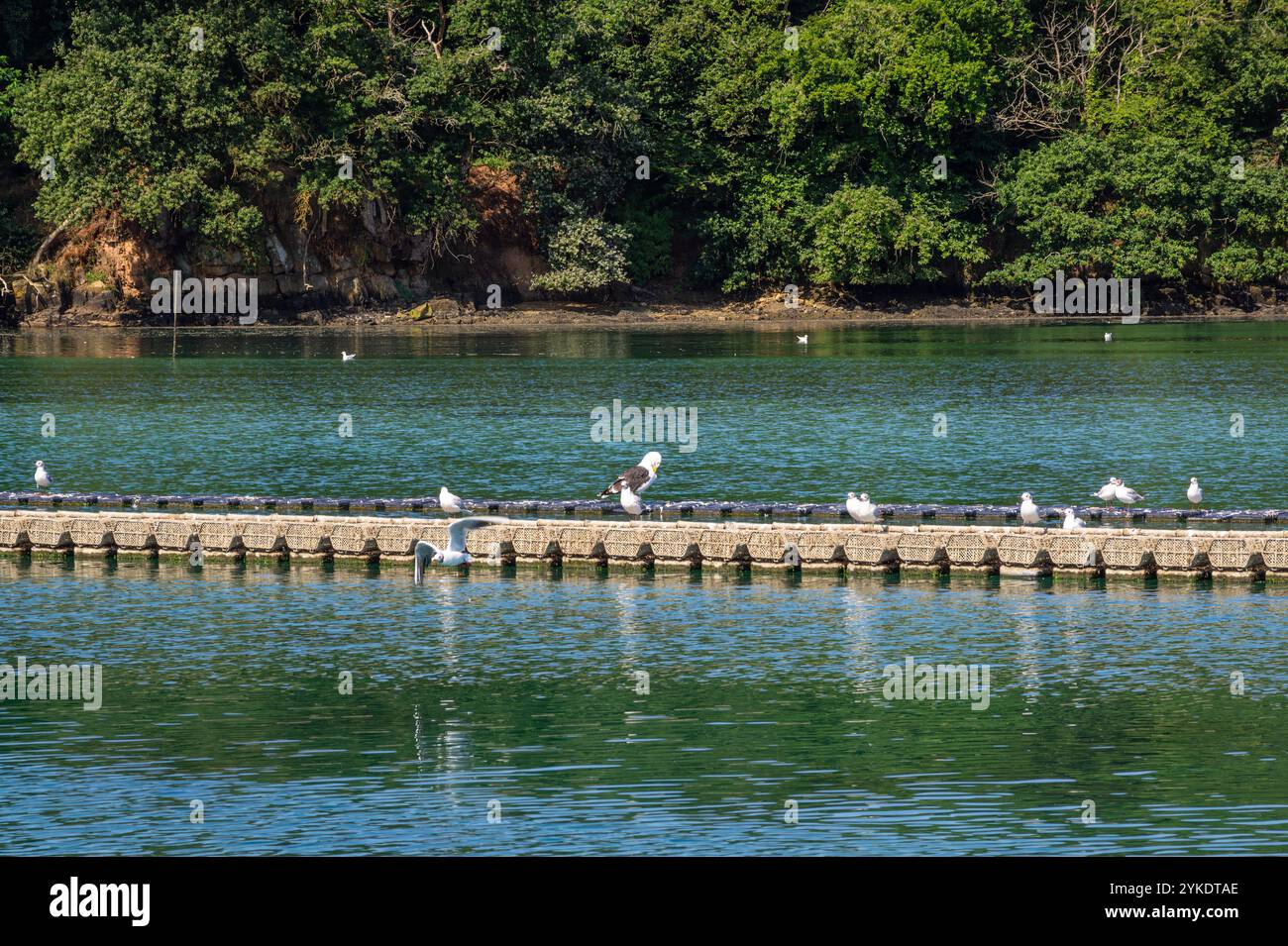 Oyster farming on the Belon river in Brittany, seaguls and greenery ...