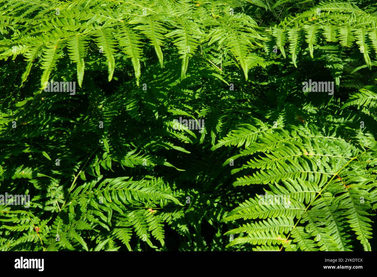 Dense arrangement of ferns hi-res stock photography and images - Alamy