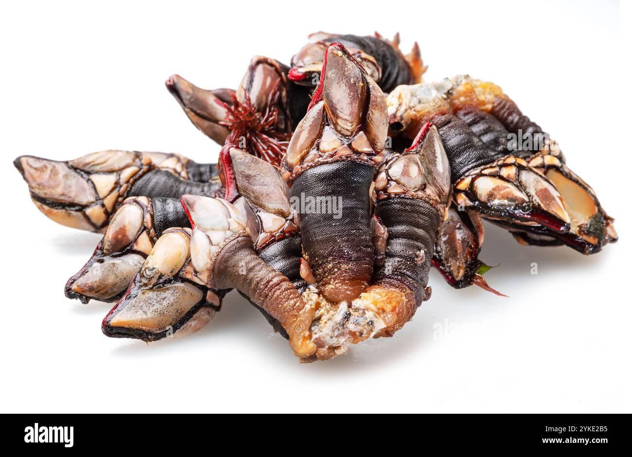 Raw goose barnacles close up isolated on white background. Delicacy ...