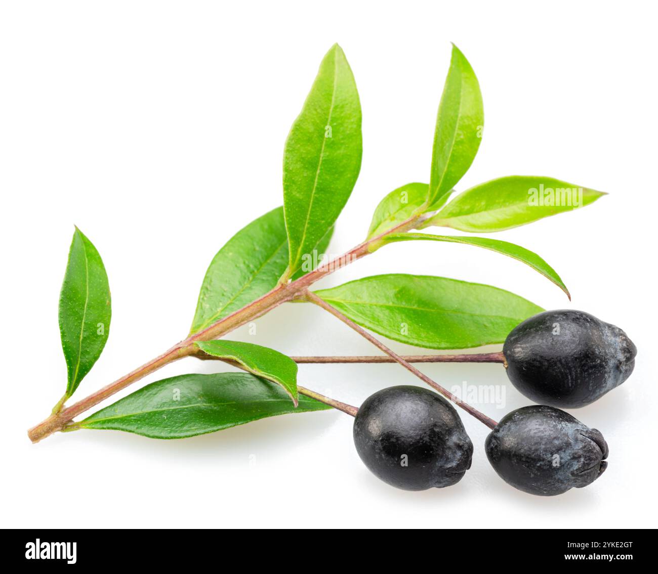Myrtle branch Cut Out Stock Images & Pictures - Alamy