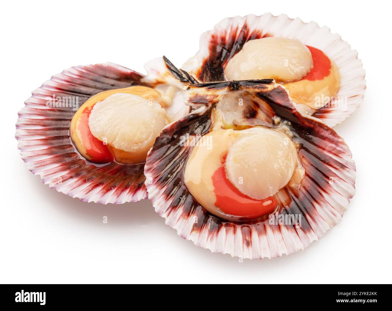 Edible raw opened scallops isolated on white background. Delicacy food ...