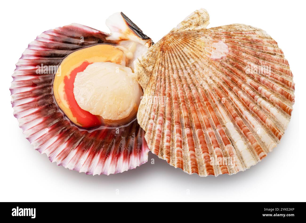 Edible raw opened scallops isolated on white background. Delicacy food ...