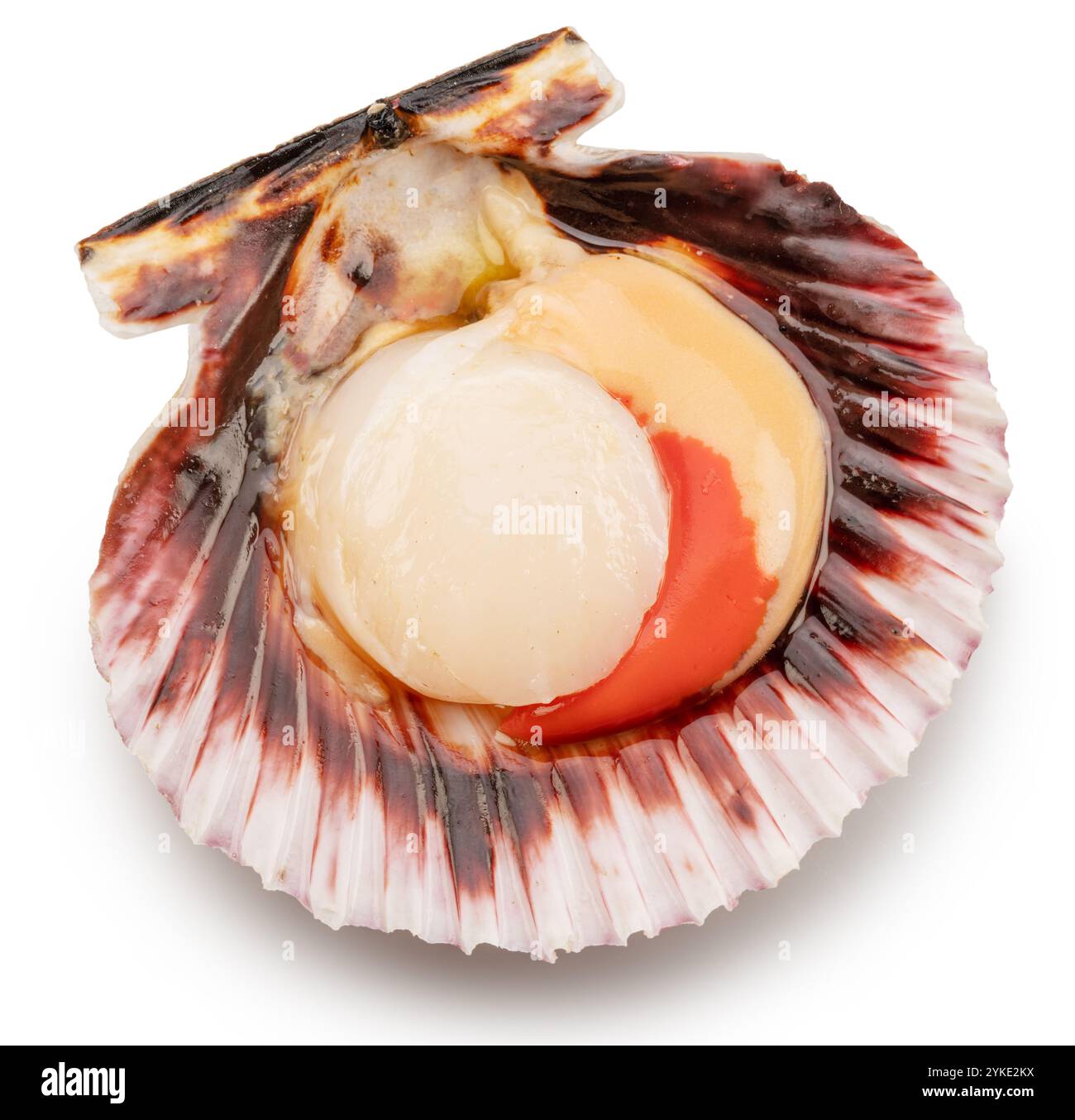 Edible raw opened scallop isolated on white background. Delicacy food ...