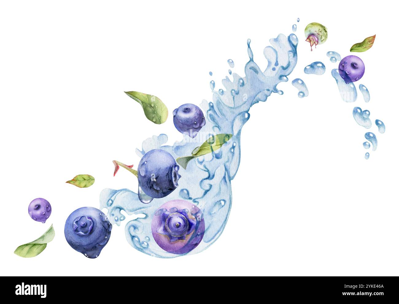 Blueberry blackberry flying in water splash with green leaves and drops ...