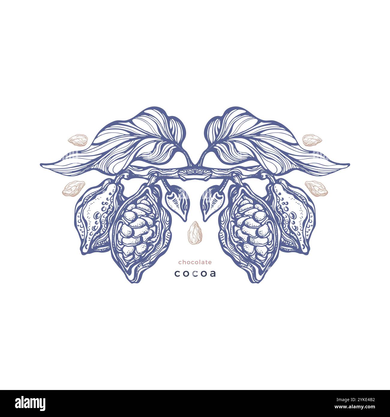 Cocoa fruit and beans. Chocolate aroma product. Vector vintage art ...