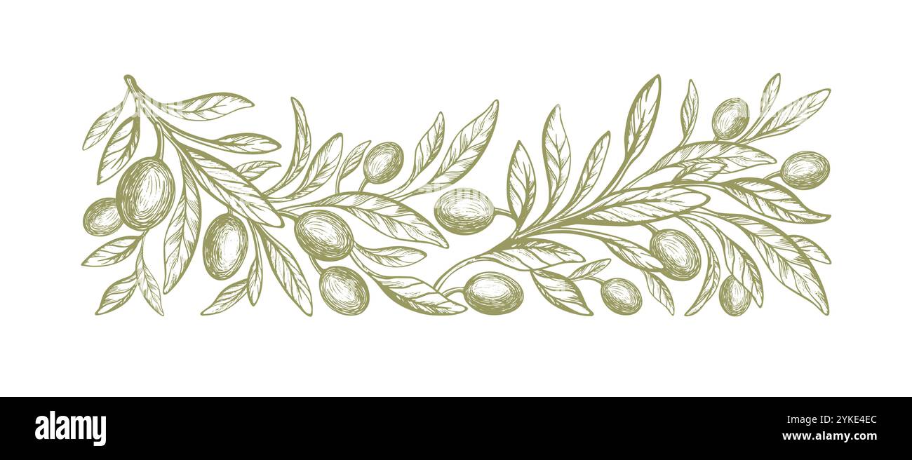 Engraved olive branch. Vector texture tree, sketch green fruits. Hand ...