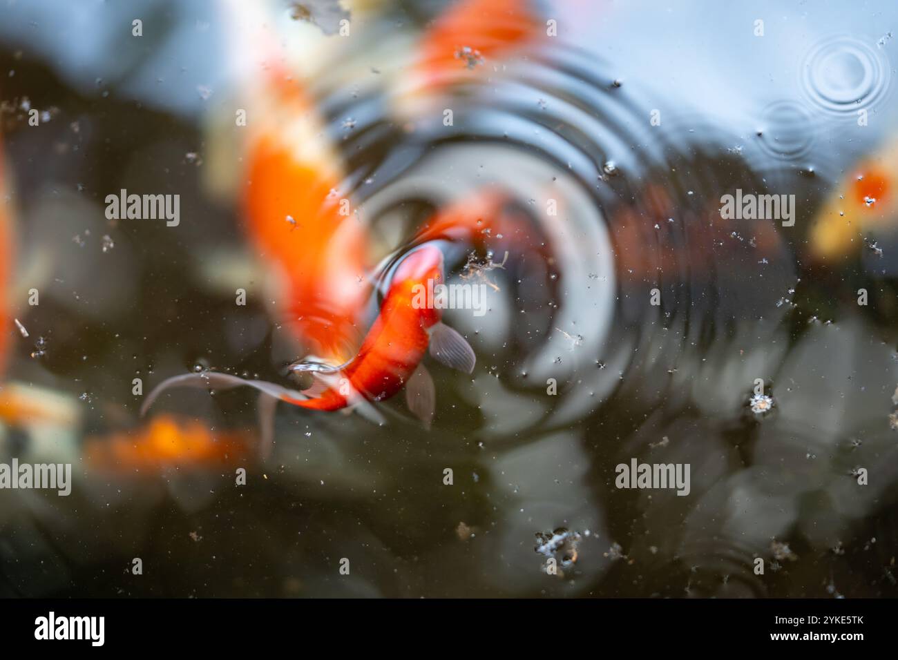 A goldfish breaking the surface of its pond, Java, Indonesia Stock ...