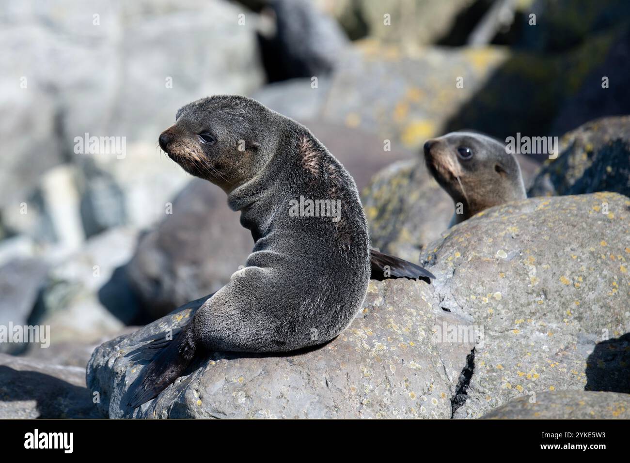 Kaikura hi-res stock photography and images - Alamy