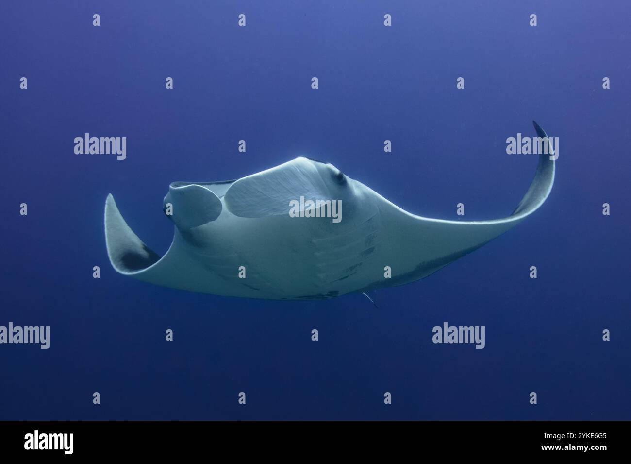 manta ray raja ampat Stock Photo - Alamy