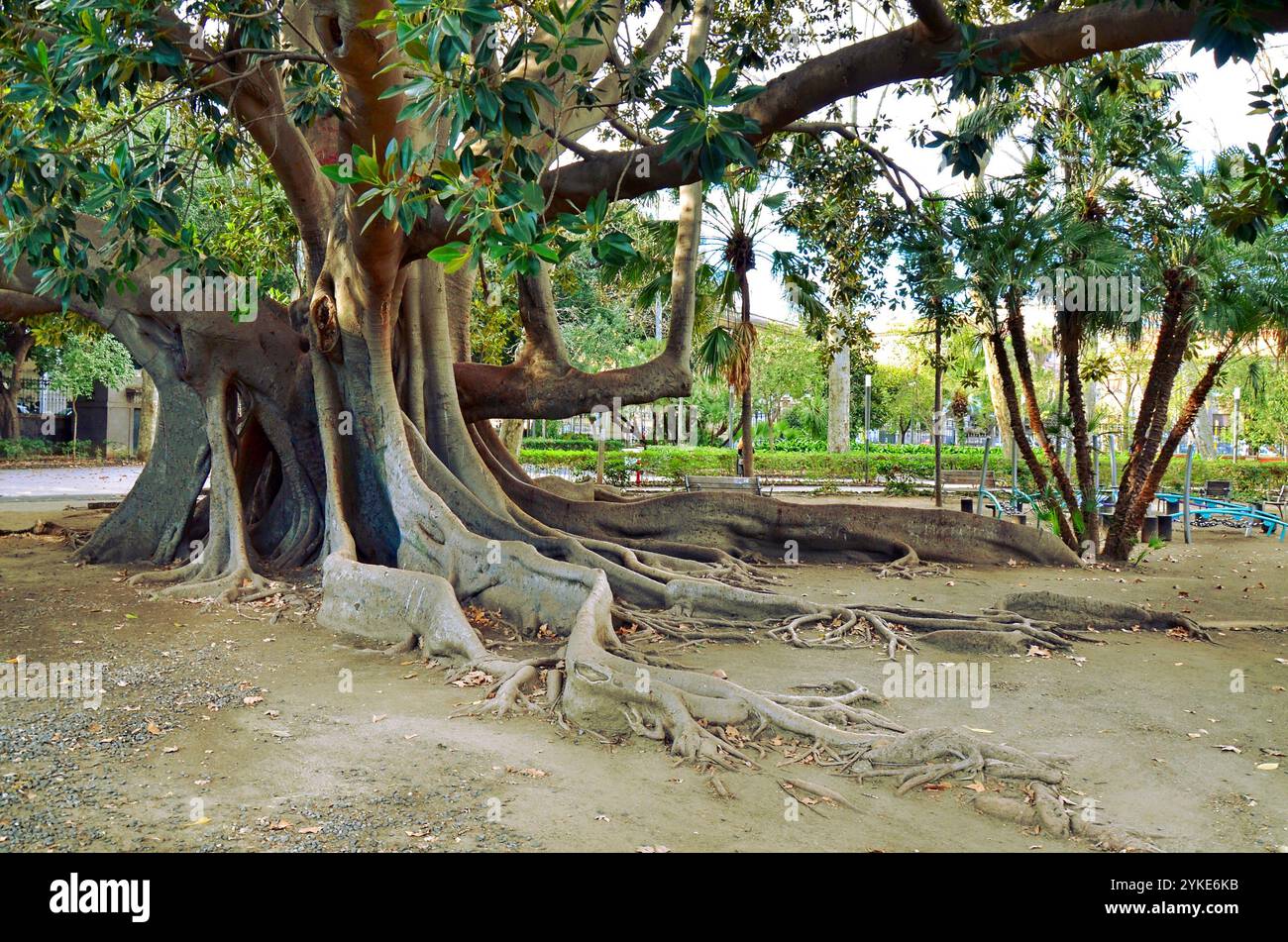 Ficus macrophylla, commonly known as the Moreton Bay fig in Giardino Bellini, Catania, Sicily ...