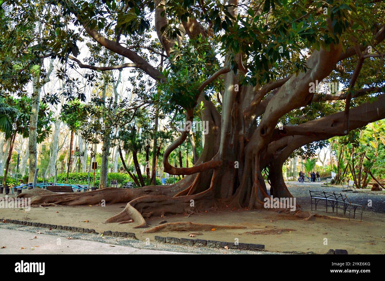 Ficus macrophylla, commonly known as the Moreton Bay fig in Giardino Bellini, Catania, Sicily ...