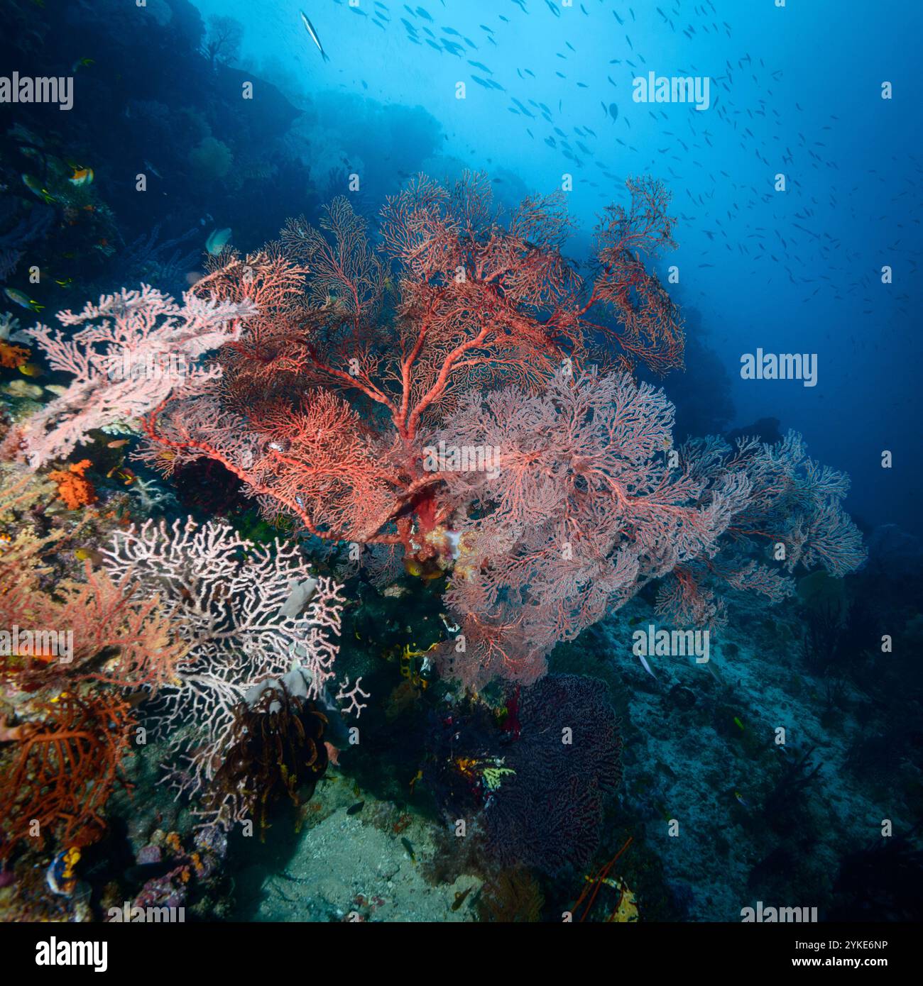 coral reef raja ampat Stock Photo - Alamy