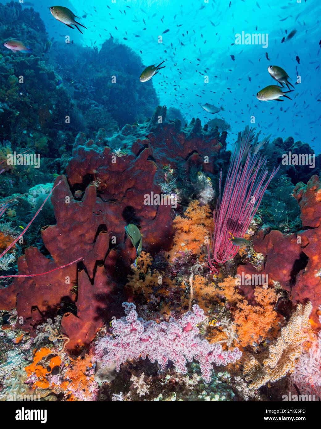 coral reef detail raja ampat Stock Photo - Alamy