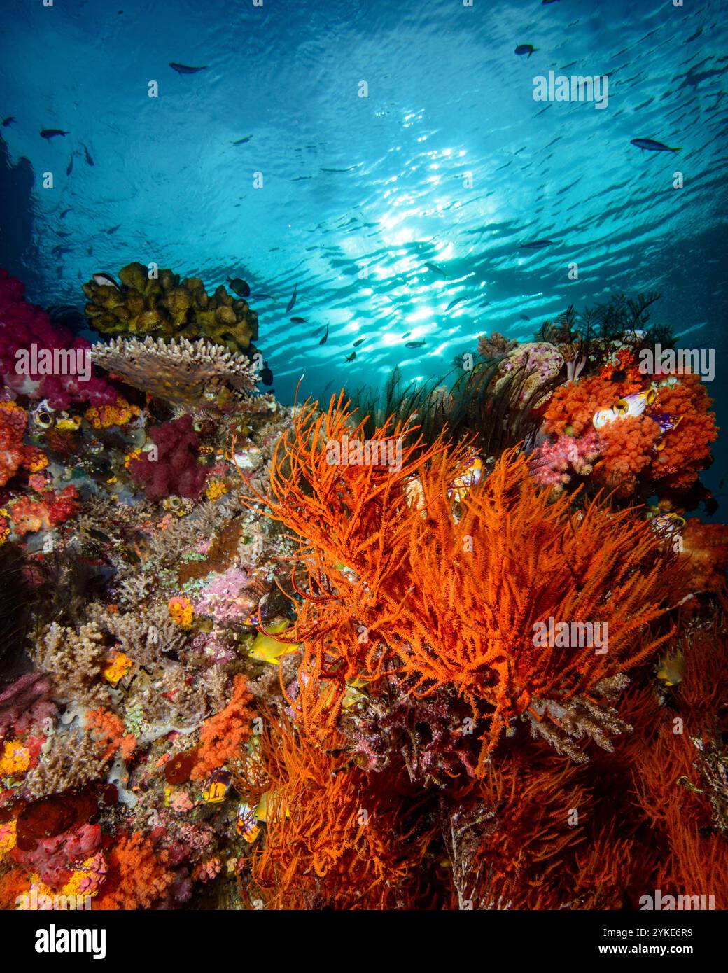 coral reef detail raja ampat Stock Photo - Alamy