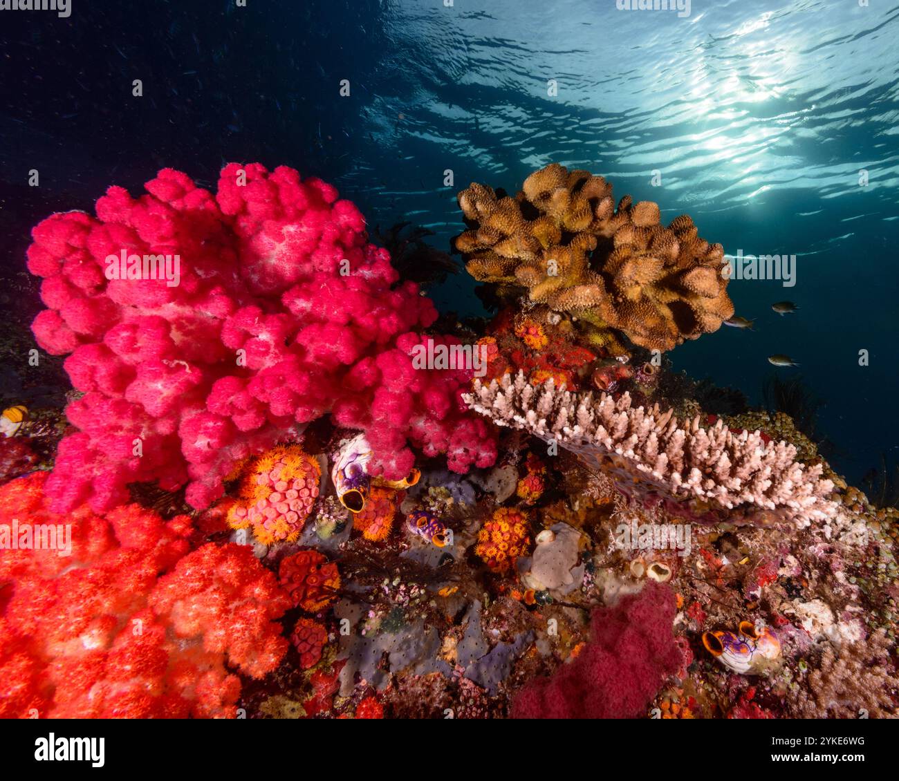 coral reef coloured outcrops raja ampat Stock Photo - Alamy