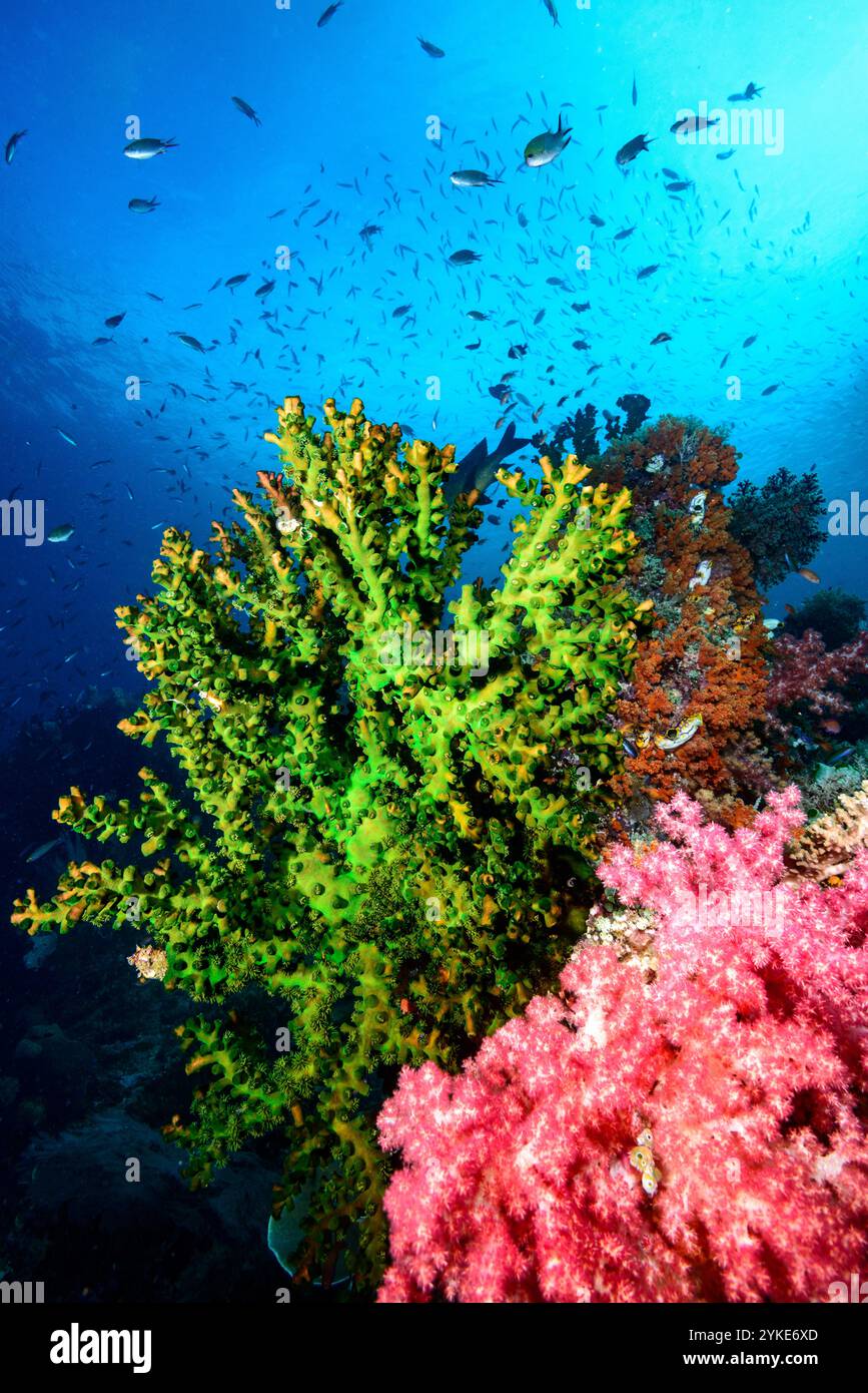coral outcrop raja ampat Stock Photo - Alamy